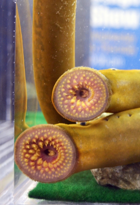 All about invasive sea lamprey | U.S. Fish & Wildlife Service